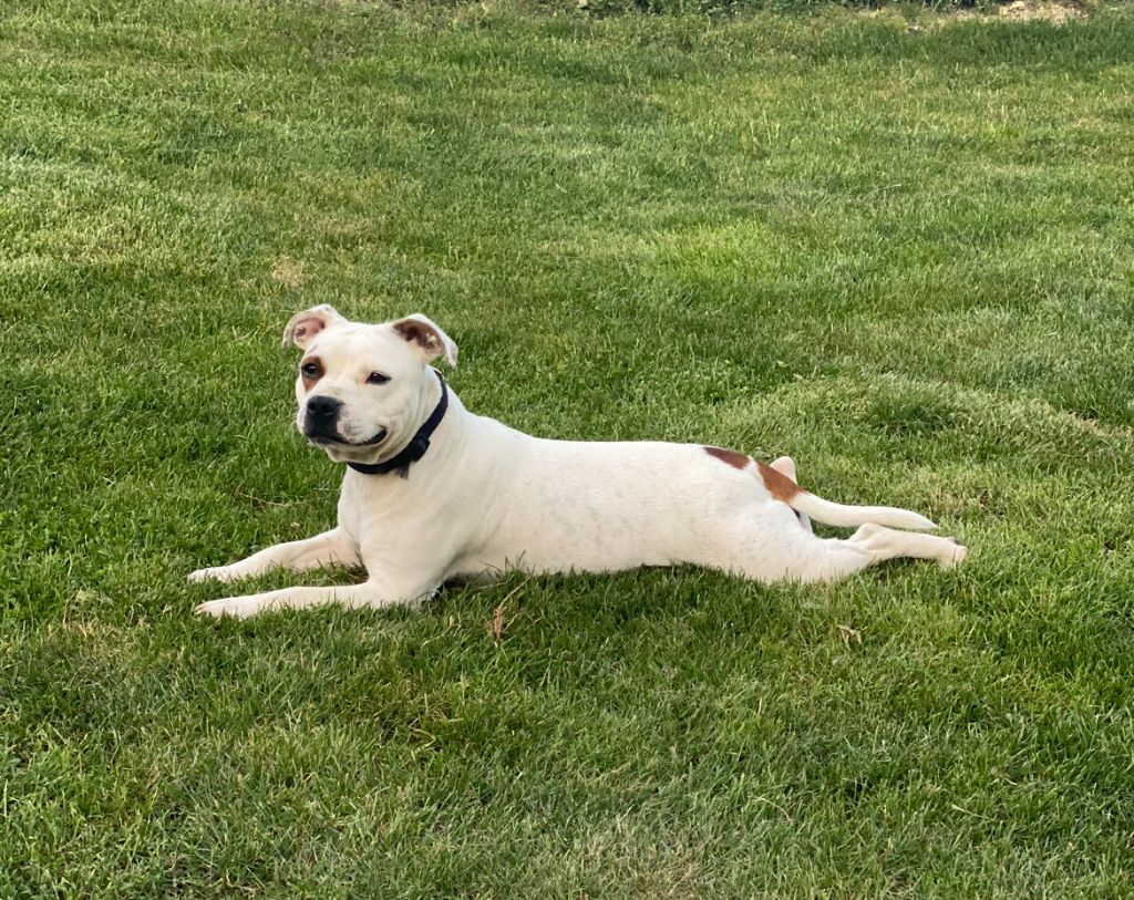 Accueil - Elevage Sun Of Dream - eleveur de chiens Staffordshire Bull ...